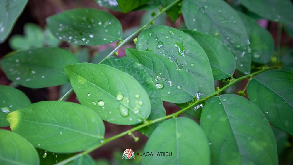 Manfaat Daun Katuk dalam Herba Asimor untuk Memperbanyak Produksi ASI